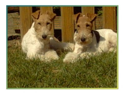 Drahthaar-Foxterrier ausgewachsen in Rheinland-Pfalz kaufen & verkaufen ...