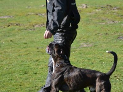 Boxer alt in Niedersachsen kaufen & verkaufen Snautz