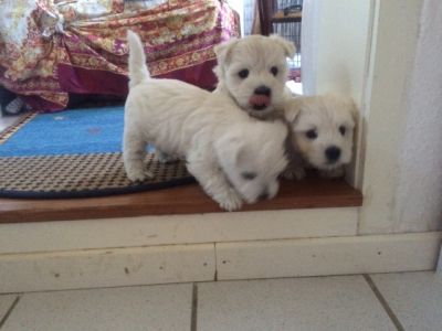West Highland White Terrier-Züchter in Hessen Snautz