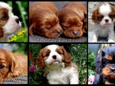 Cavalier King Charles Spaniel-Züchter in Bayern Snautz