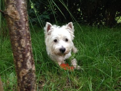 West Highland White Terrier alt in Nürnberg kaufen & verkaufen Snautz