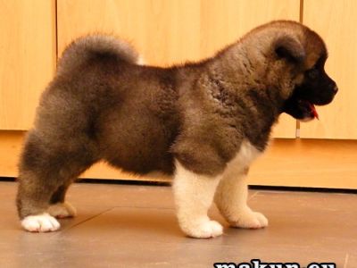 American Akita ausgewachsen in Prignitz kaufen & verkaufen Snautz