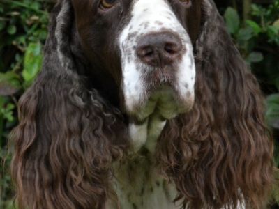 English Springer Spaniel-Züchter Snautz