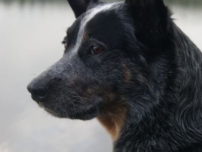 Australian Cattle Dog alt in Baden-Württemberg kaufen & verkaufen Snautz
