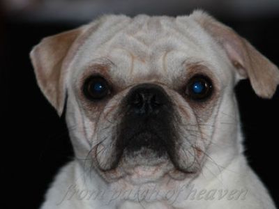 Mops alt in Heilbronn (Land) kaufen & verkaufen Snautz