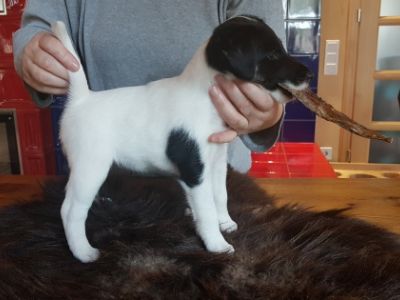 Glatthaar-Foxterrier-Züchter in Brandenburg Snautz