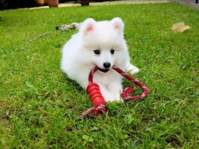 Japanischer Spitz ausgewachsen in Hochtaunuskreis kaufen & verkaufen Snautz