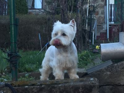 West Highland White Terrier alt in Nürnberg kaufen & verkaufen Snautz
