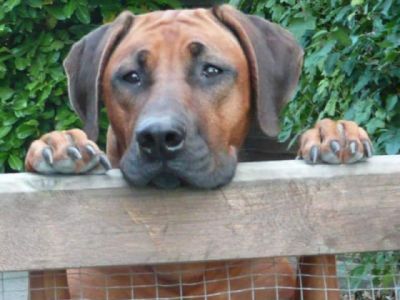Rhodesian Ridgeback-Deckrüden in Mettmann Snautz