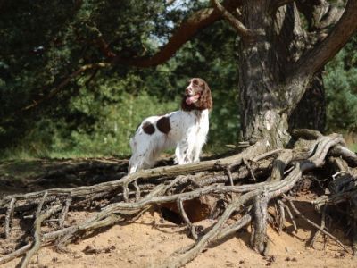English Springer Spaniel-Züchter Snautz