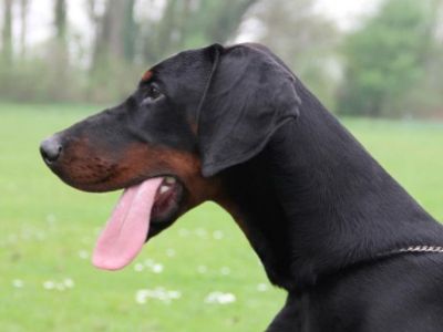 Dobermann alt in Sigmaringen kaufen & verkaufen Snautz