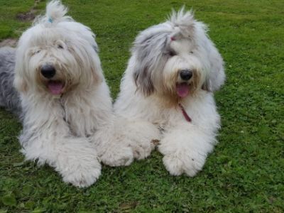 Bobtail kaufen & verkaufen Snautz