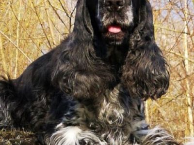 Cocker Spaniel-Züchter in Deutschland Snautz