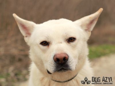 Akita Inu ausgewachsen in Region Hannover kaufen & verkaufen Snautz