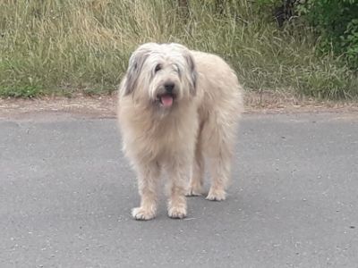 Schafpudel alt kaufen & verkaufen Snautz