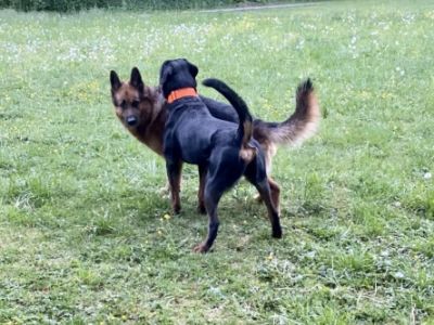 Rottweiler ausgewachsen in Main-Tauber-Kreis kaufen & verkaufen Snautz