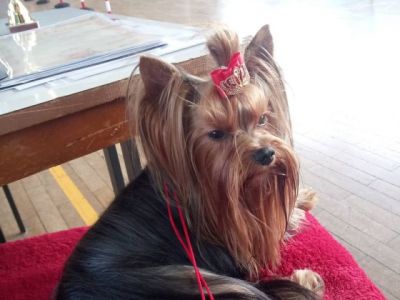 Yorkshire Terrier-Deckrüden in Hessen Snautz