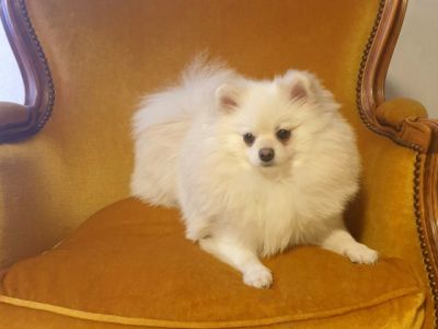 Spitz ausgewachsen in Trier kaufen & verkaufen Snautz