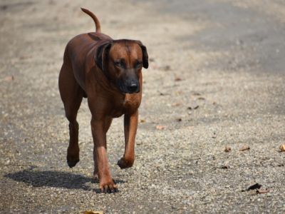 Rhodesian Ridgeback-Deckrüden in Ungarn Snautz