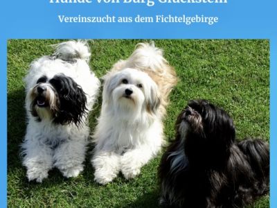 Lhasa Apso-Züchter in Bayern Snautz