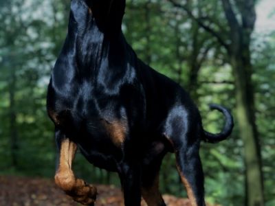 Dobermann ausgewachsen in Märkischer Kreis kaufen & verkaufen Snautz
