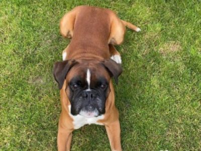 Boxer ausgewachsen in Coesfeld kaufen & verkaufen Snautz