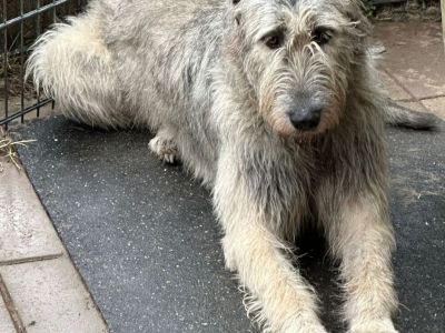 Irish Wolfhound-Junghunde in Göttingen kaufen & verkaufen Snautz