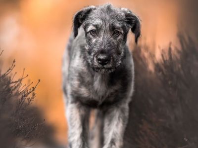 Irish Wolfhound reinrassig & alt kaufen & verkaufen Snautz