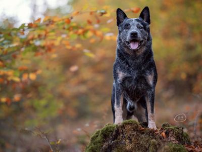 Australian Cattle Dog ausgewachsen in Bielefeld kaufen & verkaufen Snautz