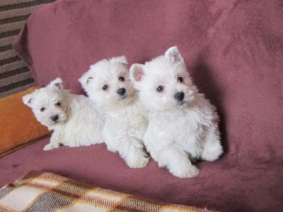 West Highland White Terrier Rassehunde in Pfaffenhofen a. d. Ilm kaufen ...