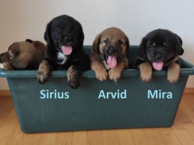 Berner Sennenhund Mix in Hessen kaufen & verkaufen Snautz