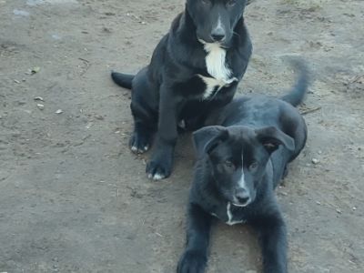 Akita Inu ausgewachsen in Stendal kaufen & verkaufen Snautz