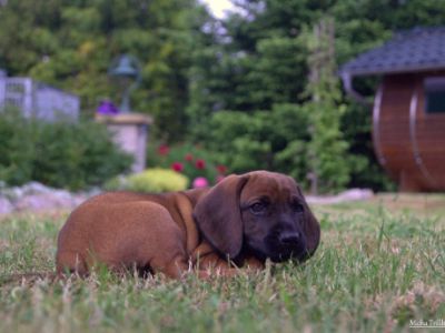 Bayerischer Gebirgsschweißhund-Welpen kaufen & verkaufen // Snautz.de