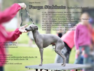 Italienisches Windspiel ausgewachsen in Tschechien kaufen & verkaufen ...