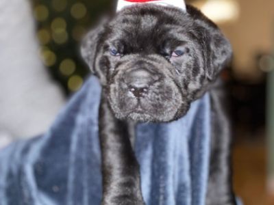 Cane Corso Italiano Mix in Altenkirchen kaufen & verkaufen Snautz