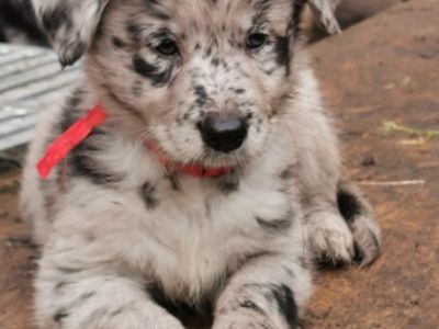 Tiger ausgewachsen kaufen & verkaufen Snautz