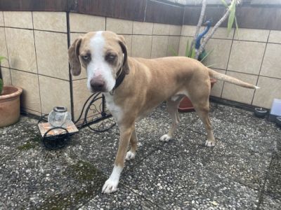 Catahoula Leopard Dog Rassehunde in Coburg (Land) kaufen & verkaufen Snautz