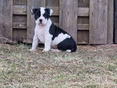 Olde English Bulldogge reinrassig & ausgewachsen in Main-Kinzig-Kreis ...