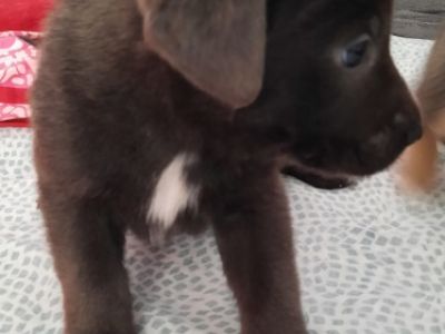 Cane Corso Italiano Mix in Frankenthal kaufen & verkaufen Snautz