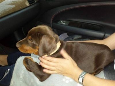 Dobermann Rassehunde in Schleswig-Flensburg kaufen & verkaufen Snautz