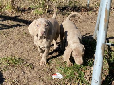 Weimaraner Rassehunde in Rostock (Land) kaufen & verkaufen Snautz
