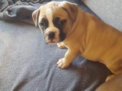 Boxer ausgewachsen in Borken kaufen & verkaufen Snautz