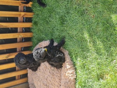 Australian Shepherd ausgewachsen in Minden-Lübbecke kaufen & verkaufen ...