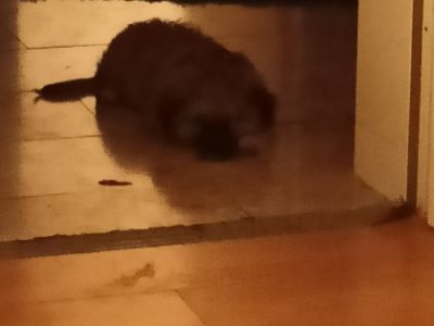 West Highland White Terrier Mix in Heidekreis kaufen & verkaufen Snautz