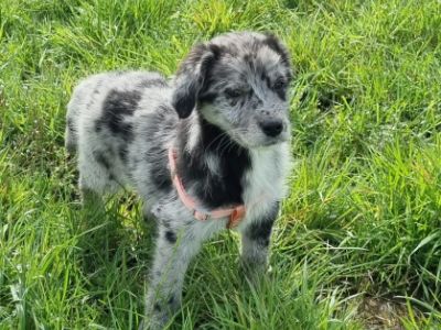Australian Shepherd ausgewachsen in Rastatt kaufen & verkaufen Snautz