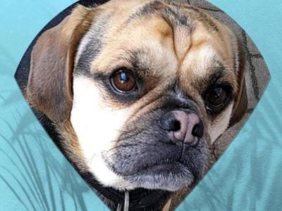 Beagle Mix in Thüringen kaufen & verkaufen Snautz