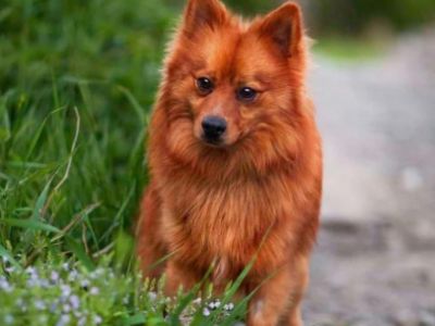 Ausgewachsene Spitz-Mischlinge in Havelland kaufen & verkaufen Snautz