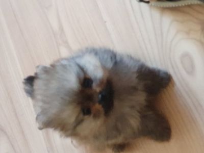 Spitz Mix in Stadt Linz kaufen & verkaufen Snautz