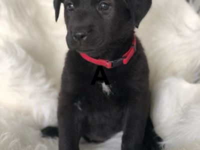 Ausgewachsene Labrador Retriever-Mischlinge in Herford kaufen ...