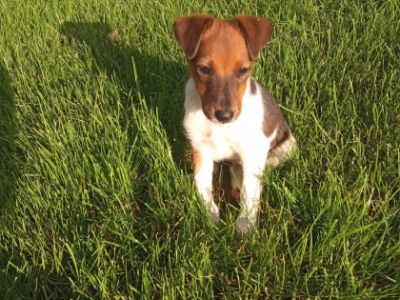 Glatthaar-Foxterrier Rassehunde in Nordrhein-Westfalen kaufen ...